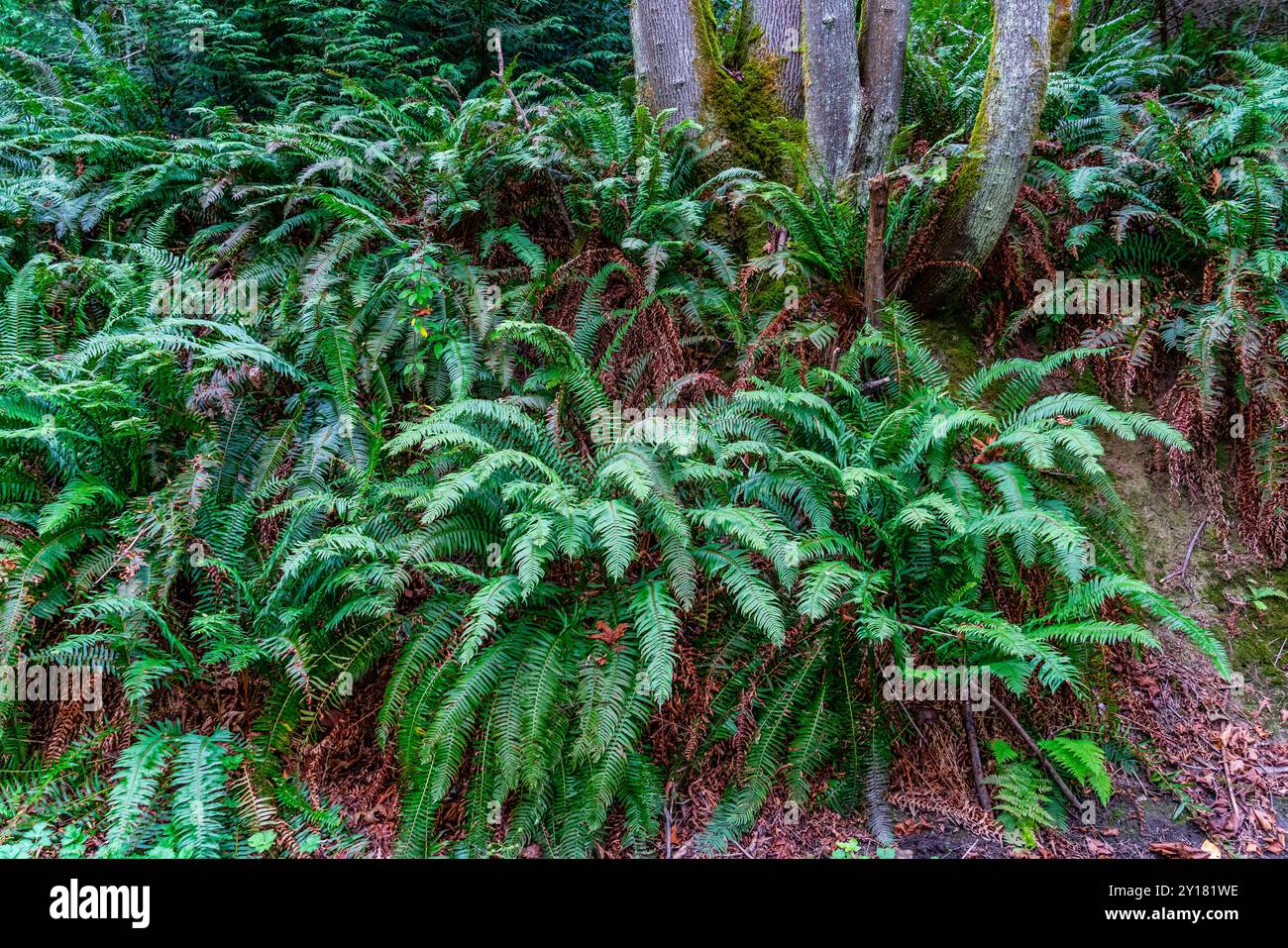A detailed view of ferns at Schimtz Park in West Seattle, Washington ...