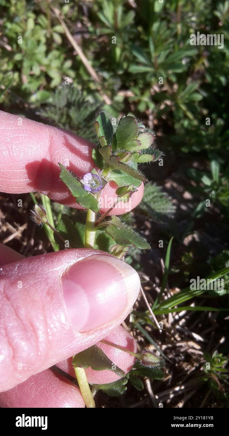 Ivy-leaved Speedwell (Veronica hederifolia) Plantae Stock Photo - Alamy
