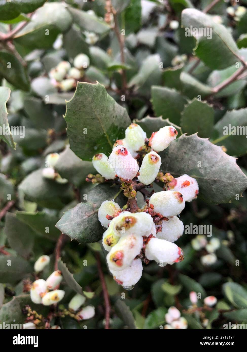 lemonade berry (Rhus integrifolia) Plantae Stock Photo - Alamy