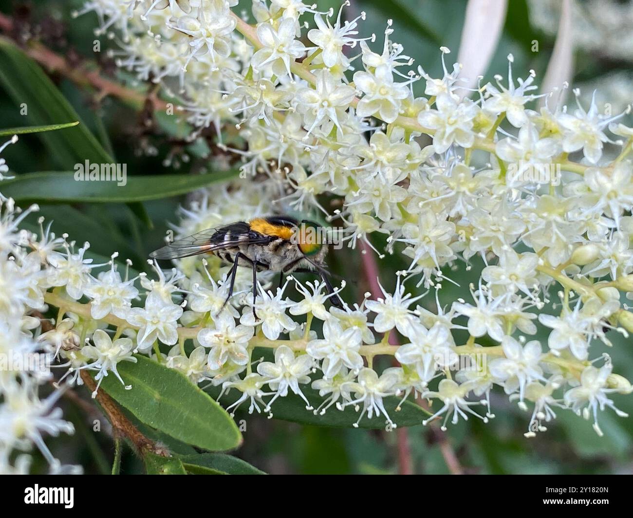 Bush Flies (Scaptia) Insecta Stock Photo - Alamy