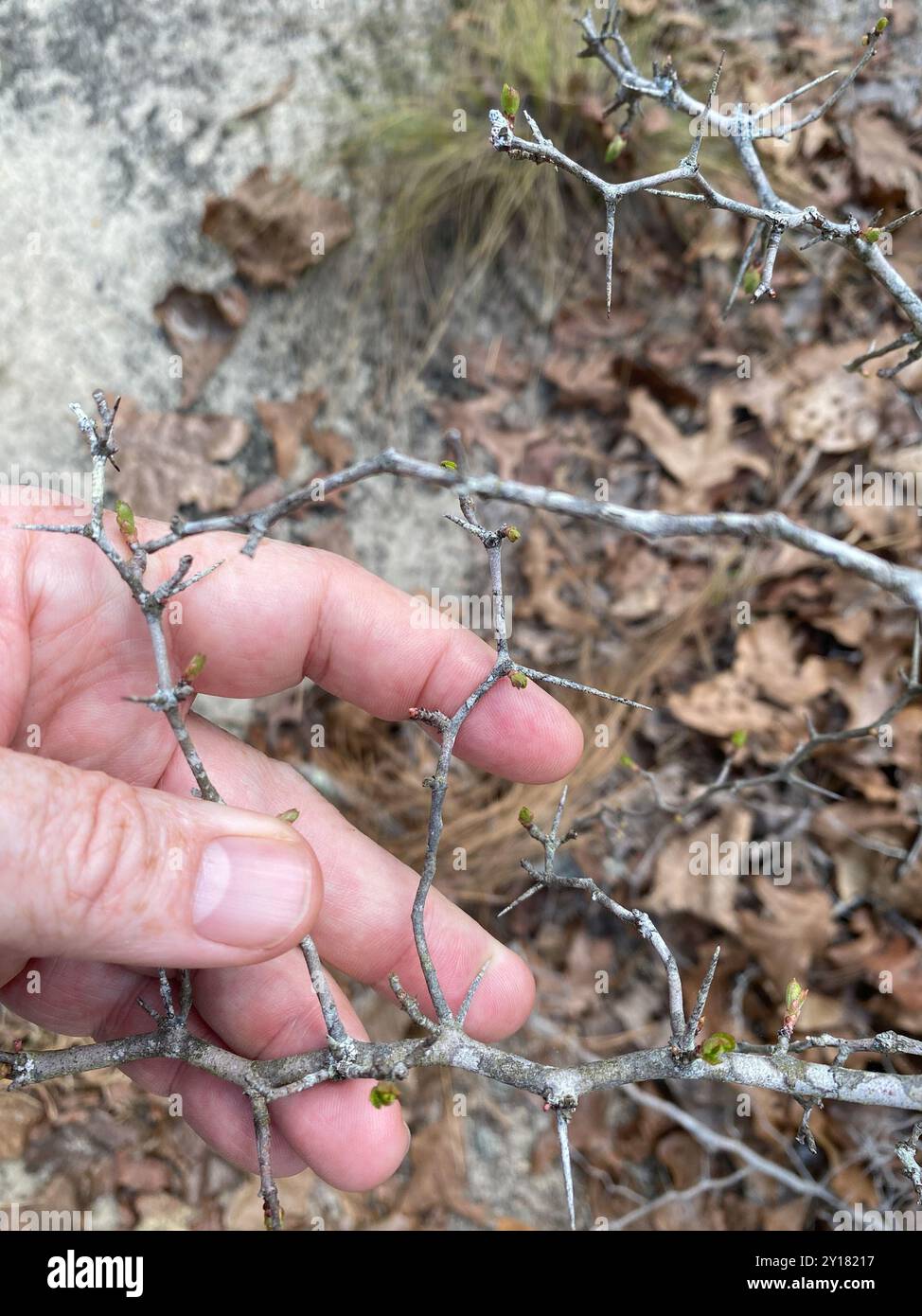 One-flowered Hawthorn (Crataegus uniflora) Plantae Stock Photo - Alamy