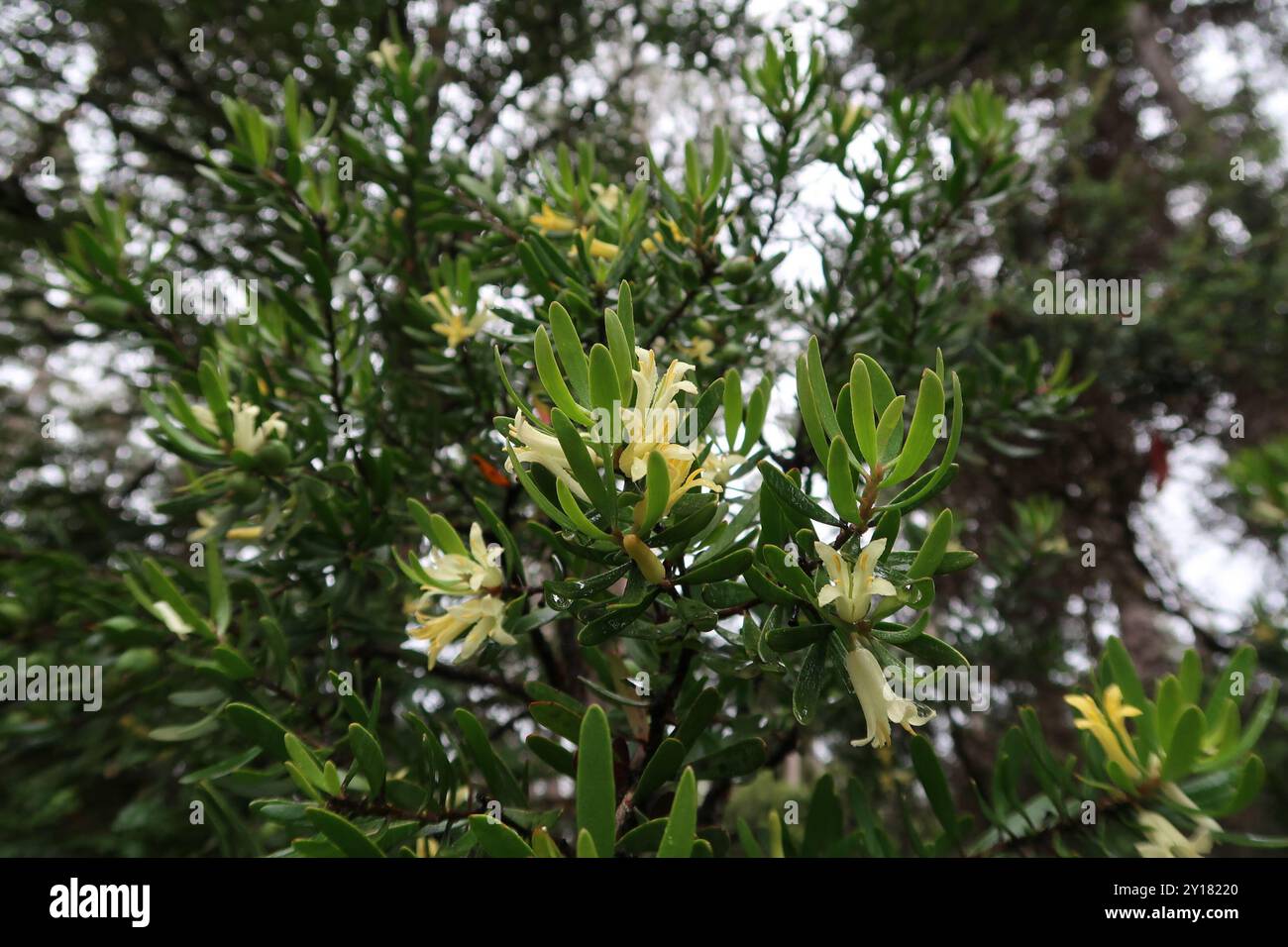 (Persoonia muelleri) Plantae Stock Photo - Alamy