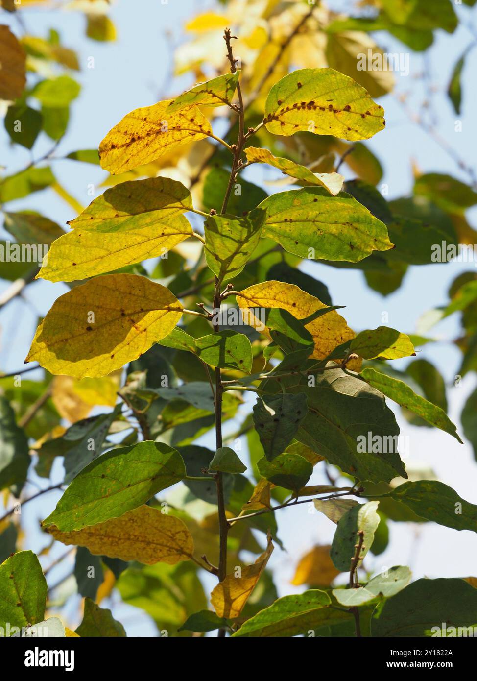 Clammy Cherry (Cordia dichotoma) Plantae Stock Photo - Alamy