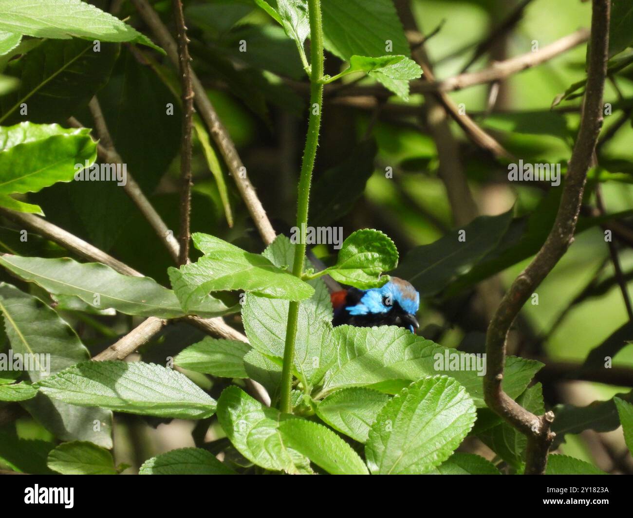 Variegated Fairywren (Malurus lamberti) Aves Stock Photo - Alamy
