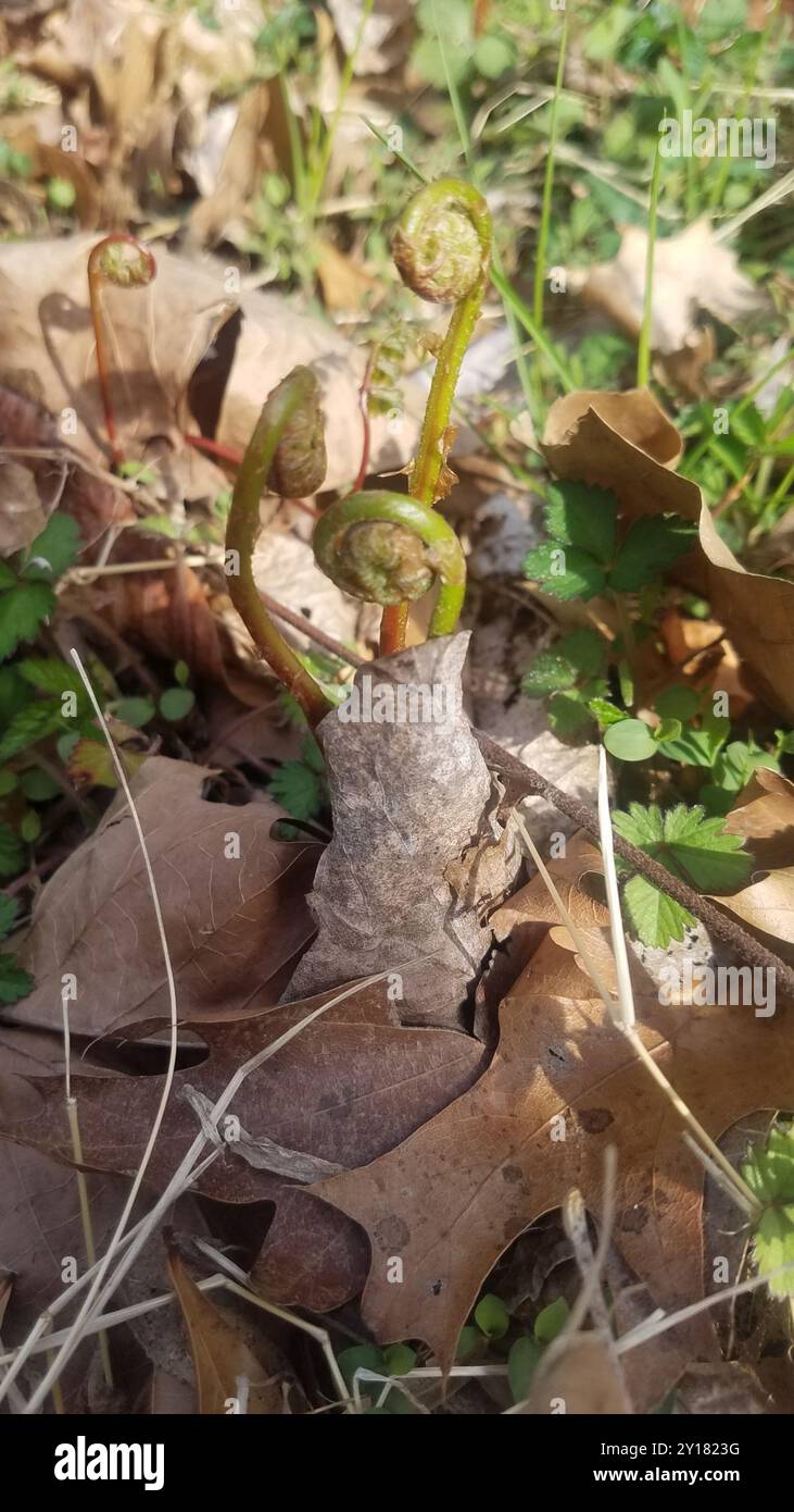 sensitive fern (Onoclea sensibilis) Plantae Stock Photo - Alamy