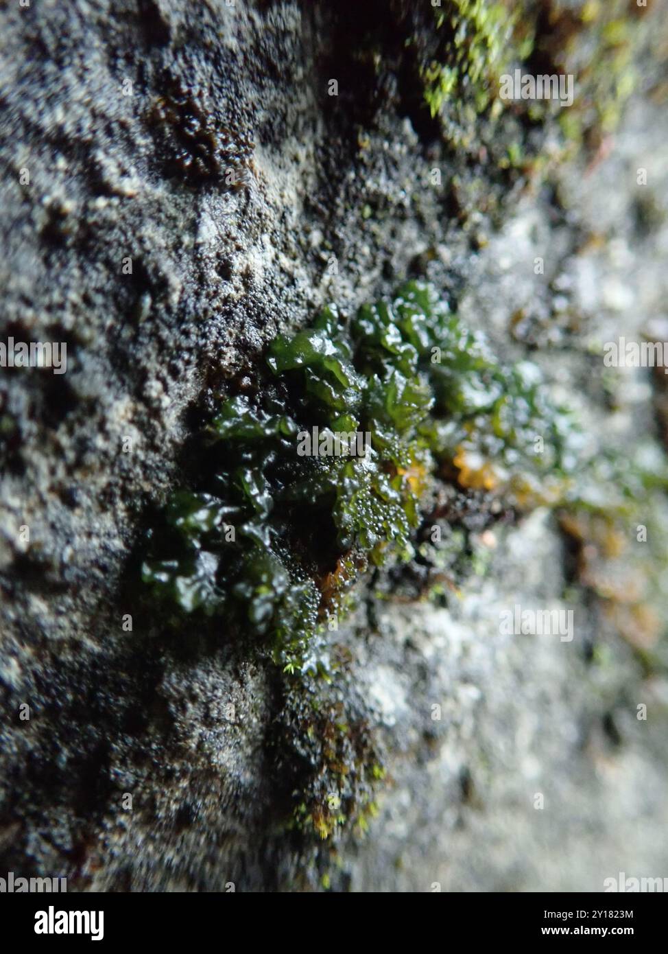Tree Jelly Lichens (Collema) Fungi Stock Photo - Alamy