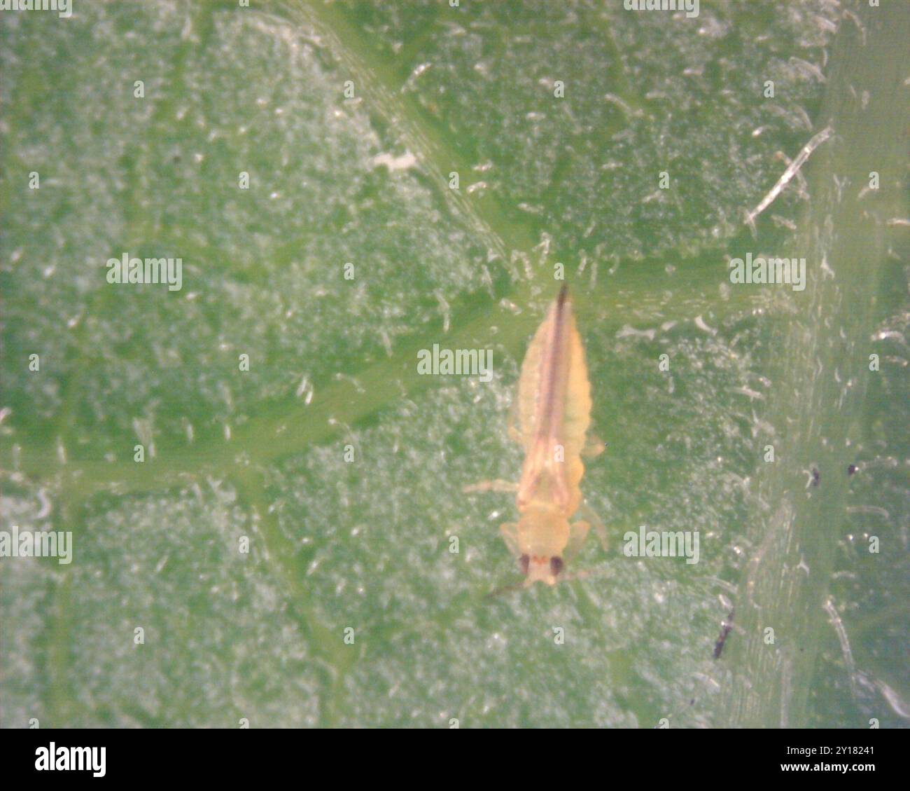 Chilli Thrips (Scirtothrips dorsalis) Insecta Stock Photo - Alamy