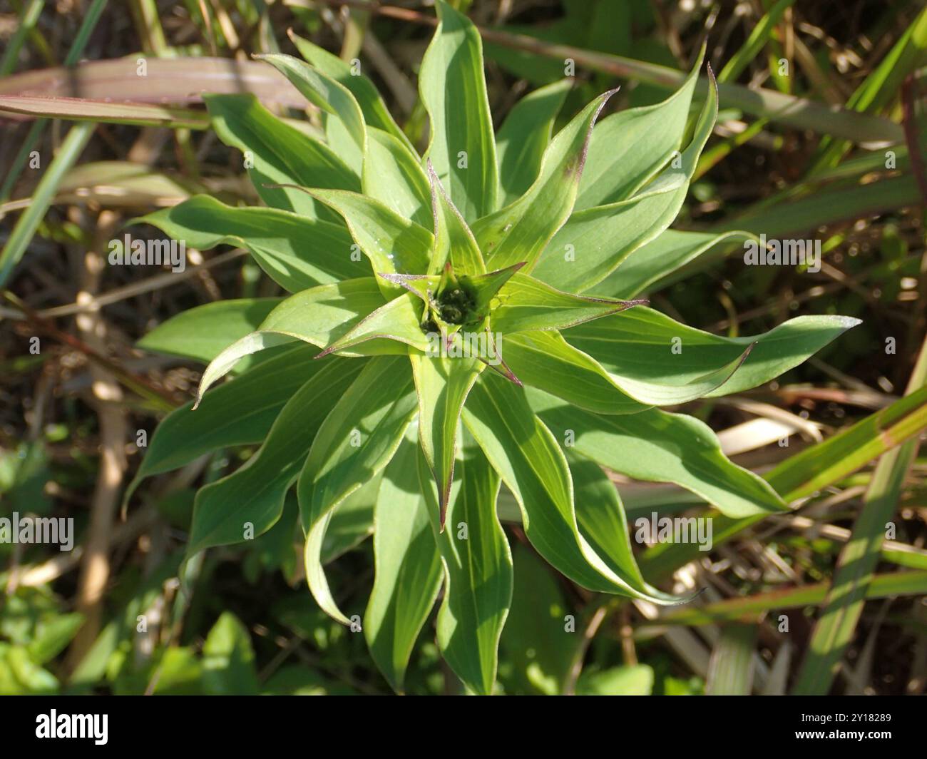 Chinese lily (Lilium brownii) Plantae Stock Photo - Alamy