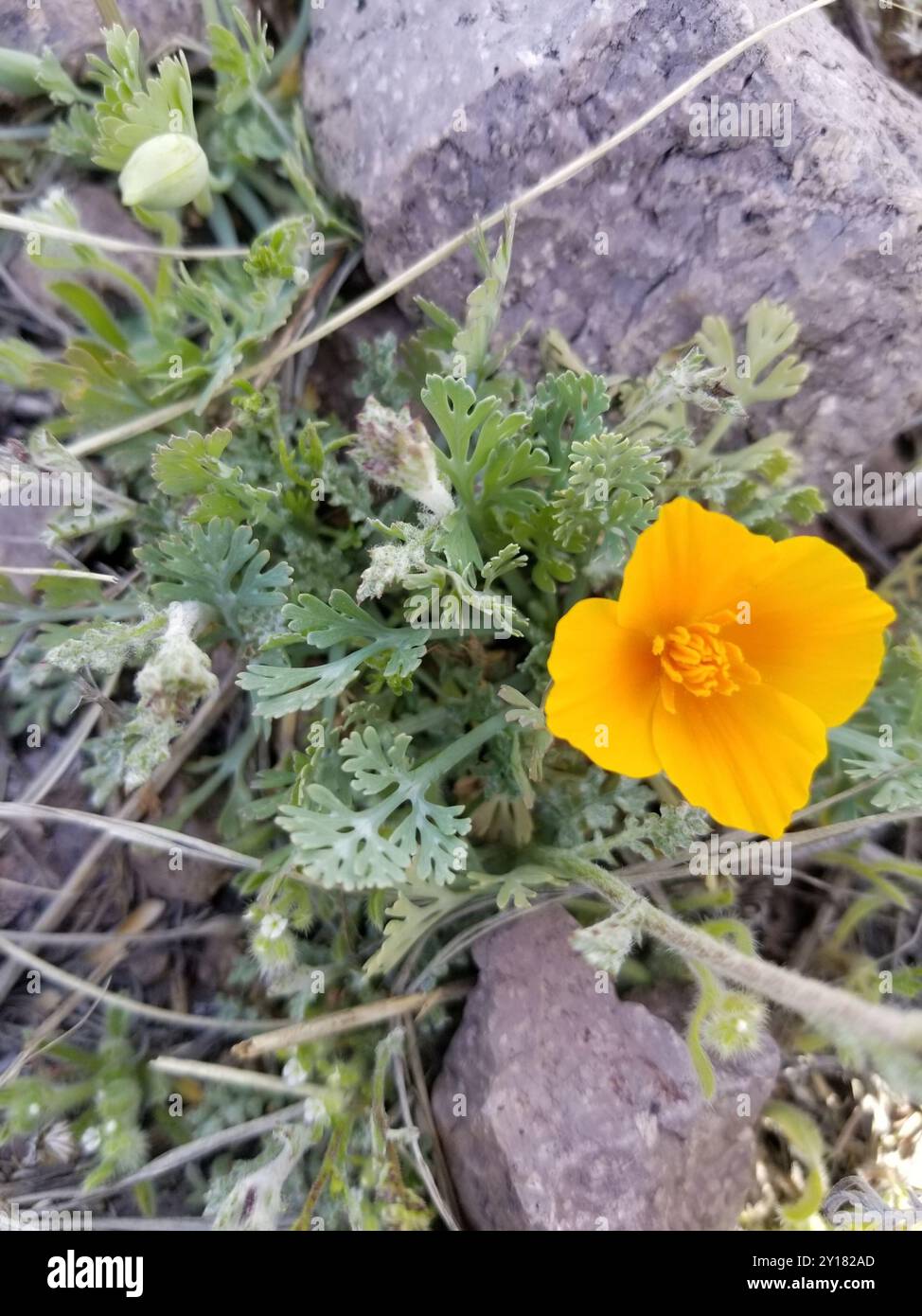 Mexican poppy (Eschscholzia californica mexicana) Plantae Stock Photo ...