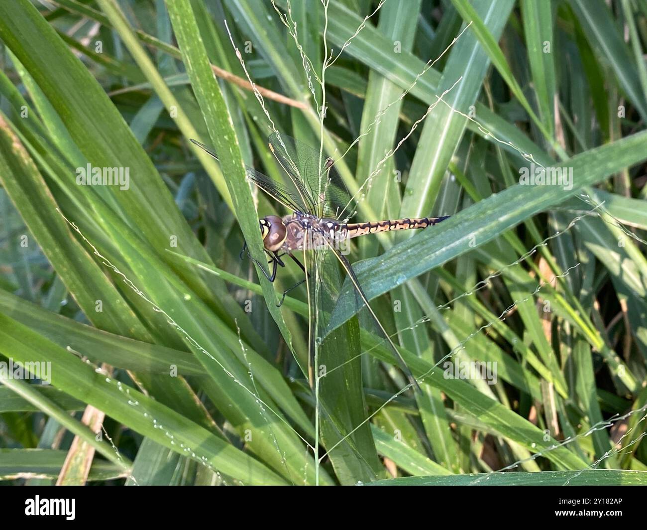 Australian Emperor (Anax papuensis) Insecta Stock Photo - Alamy