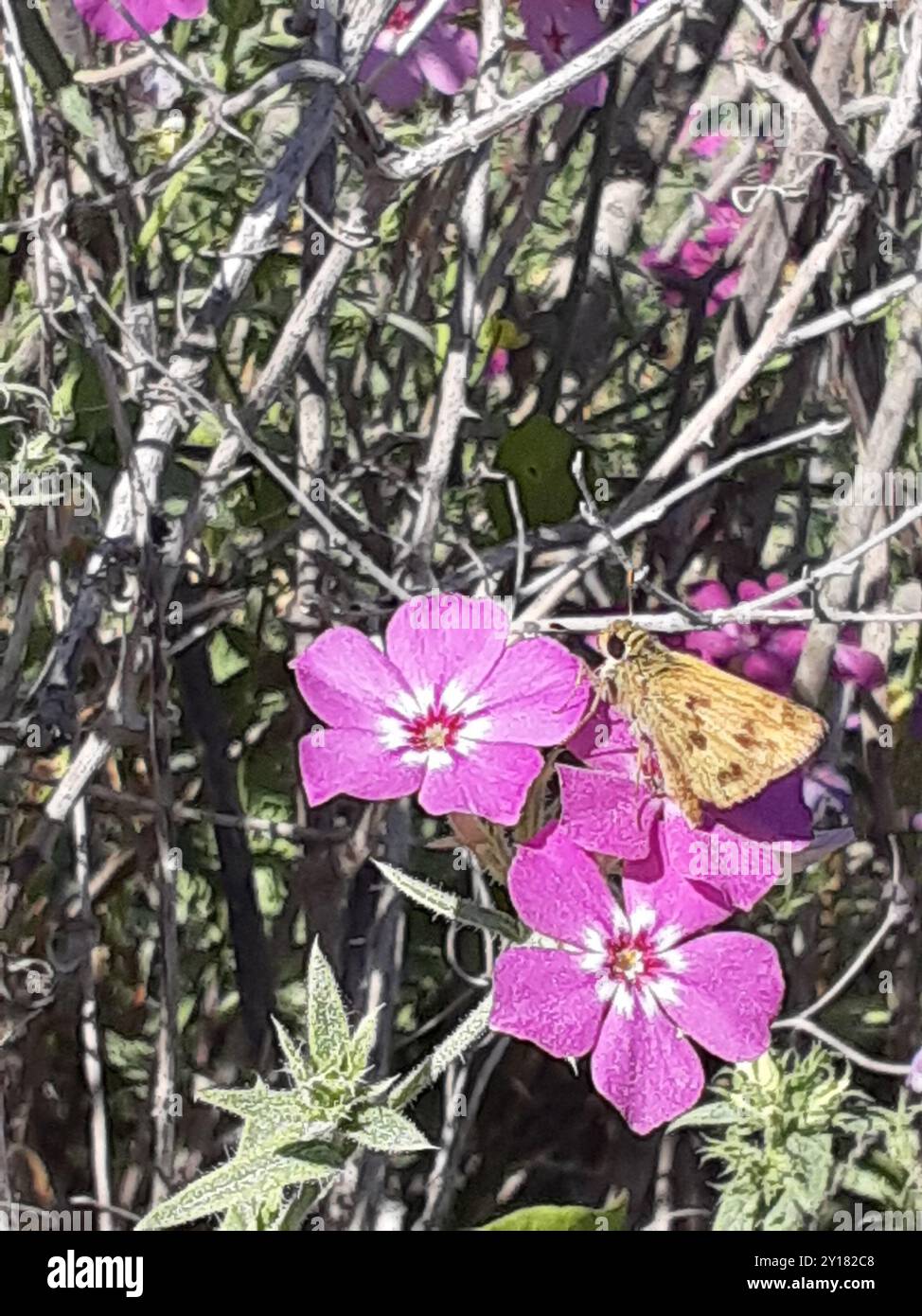Whirlabout (Polites vibex) Insecta Stock Photo - Alamy