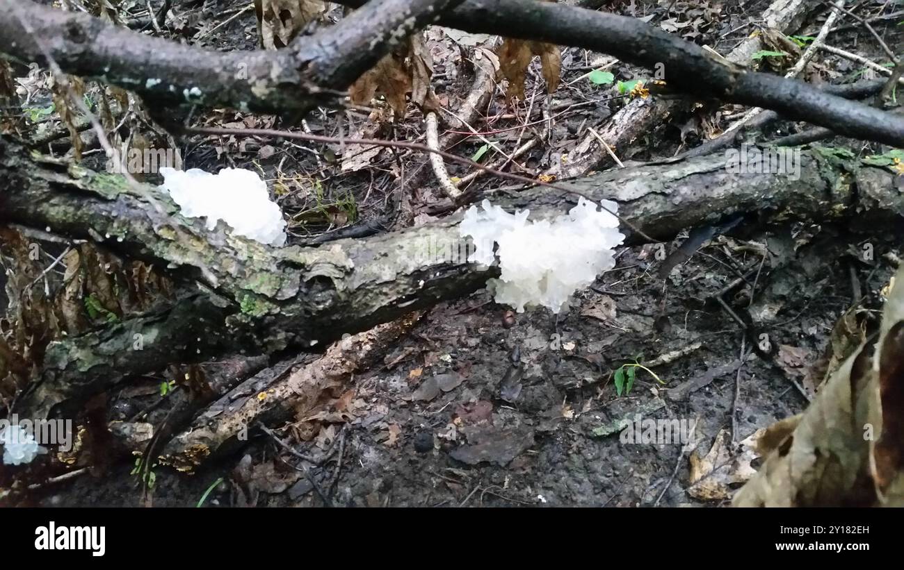 snow fungus (Tremella fuciformis) Fungi Stock Photo - Alamy