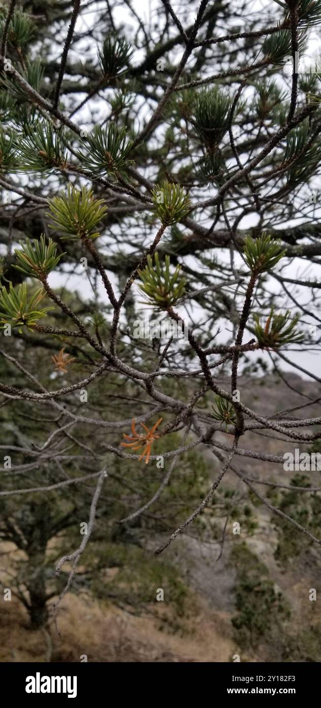 Mexican pinyon (Pinus cembroides) Plantae Stock Photo - Alamy