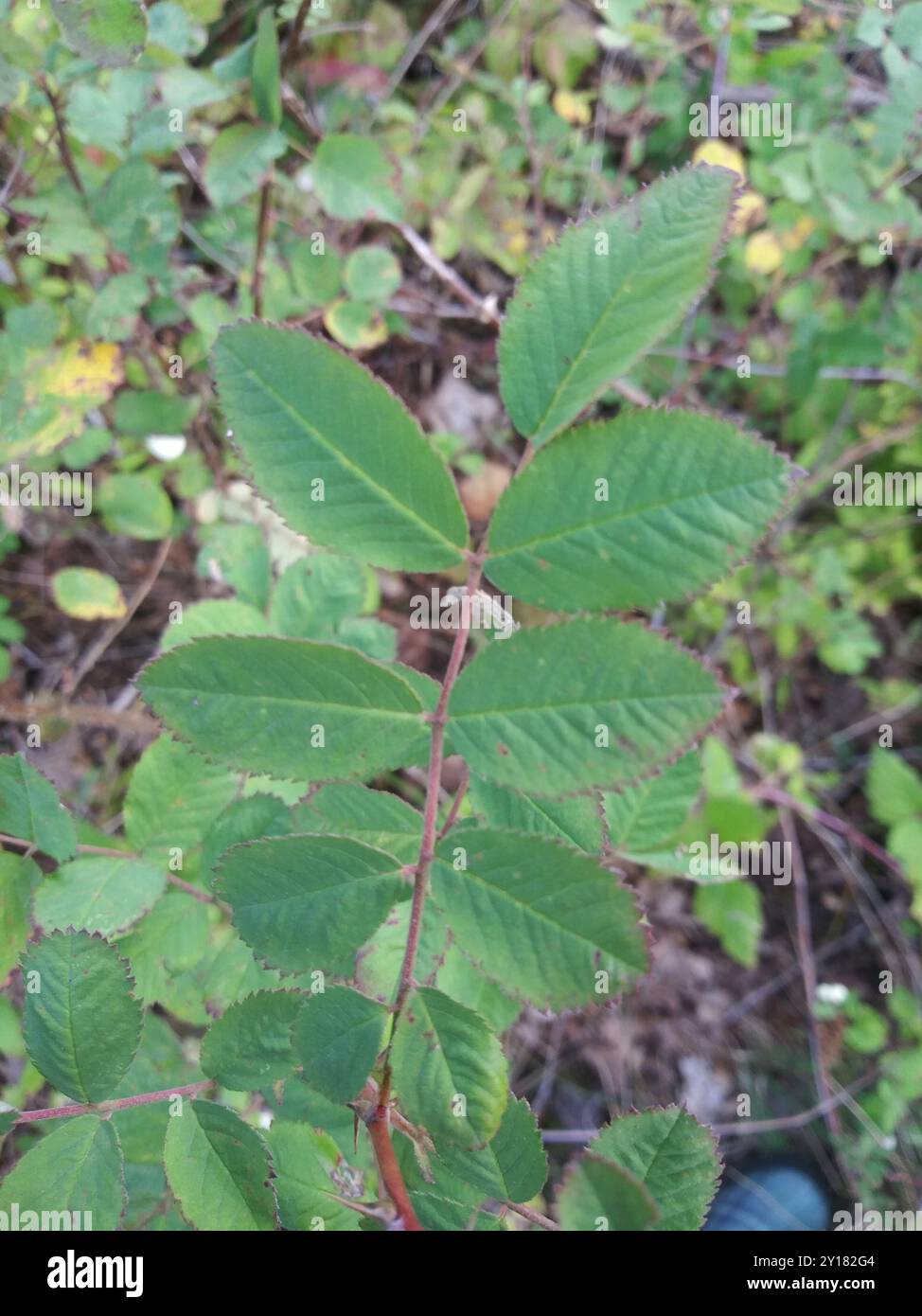 Nootka rose (Rosa nutkana) Plantae Stock Photo - Alamy