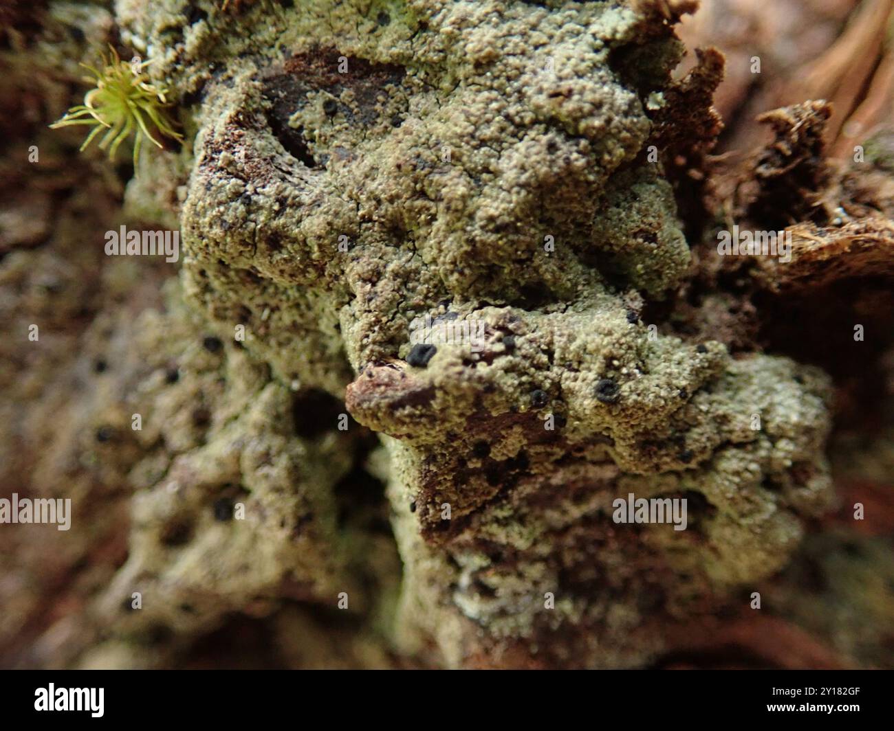 (Lopadium disciforme) Fungi Stock Photo - Alamy