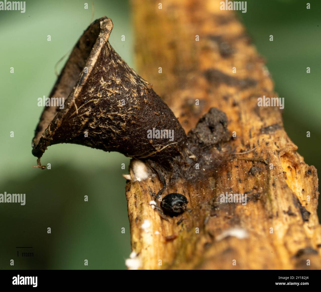 bird's nest fungi (Nidulariaceae) Fungi Stock Photo - Alamy