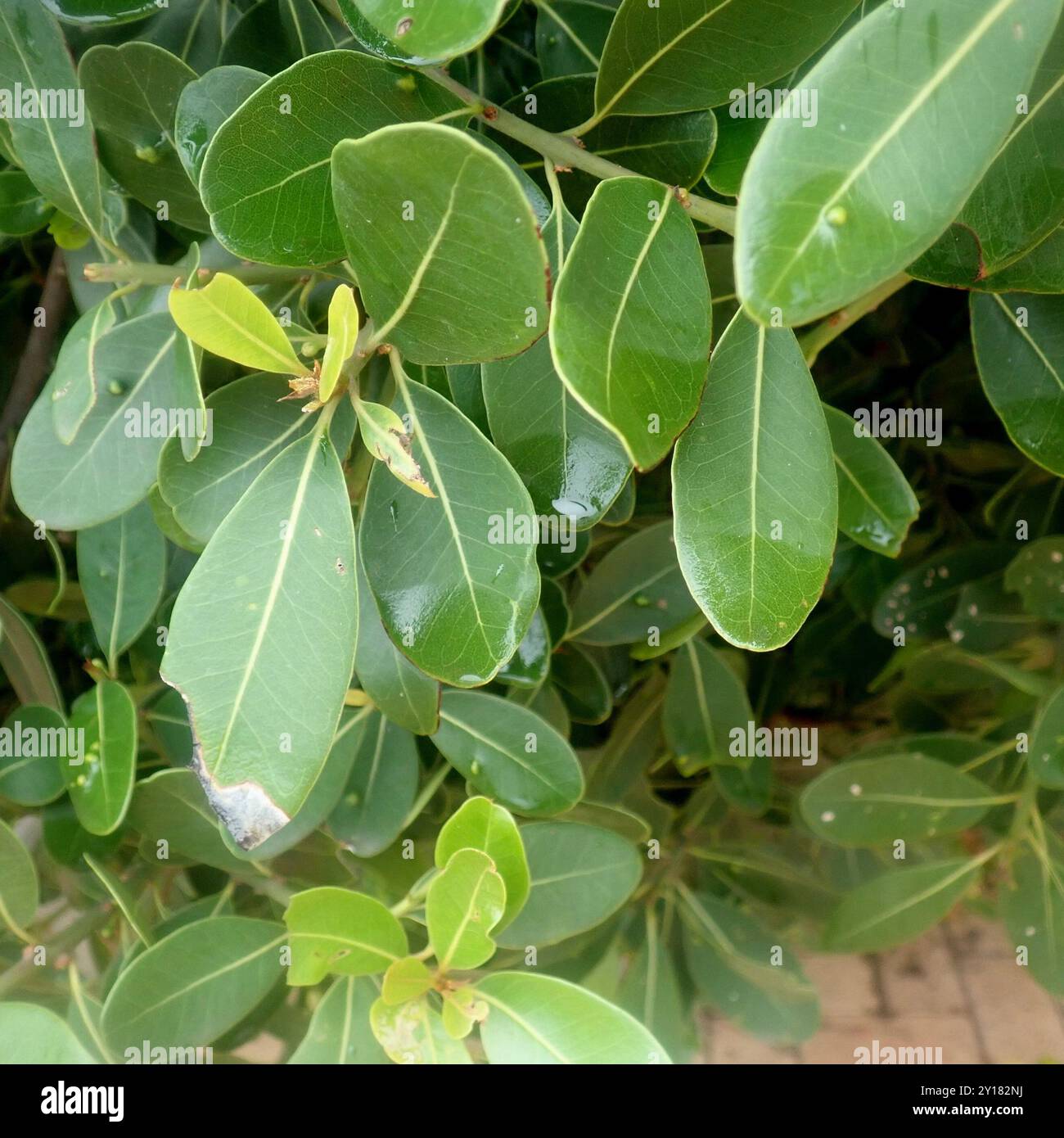 white milkwood (Sideroxylon inerme) Plantae Stock Photo - Alamy