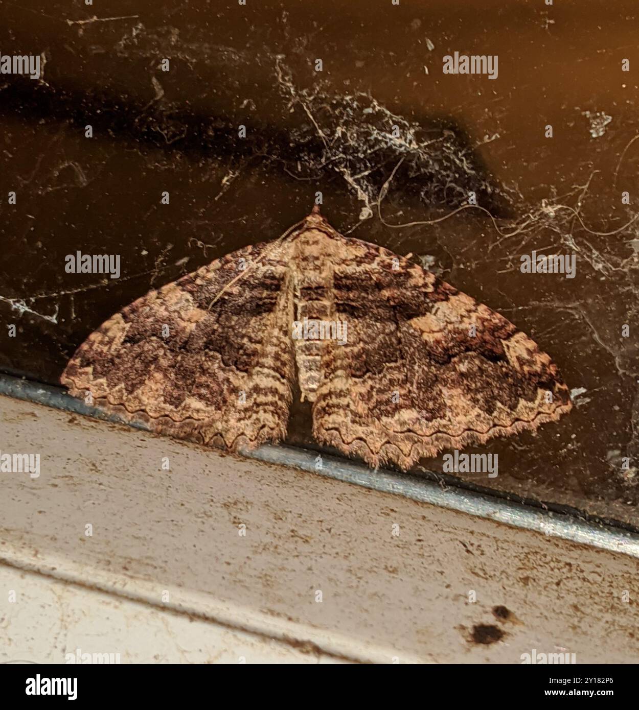 Tissue Moth (Triphosa haesitata) Insecta Stock Photo - Alamy