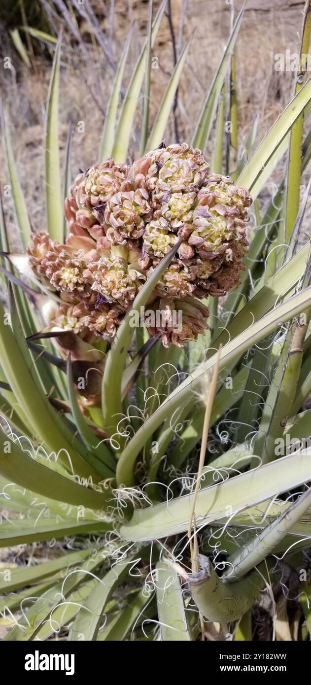 Banana Yucca (Yucca baccata) Plantae Stock Photo - Alamy