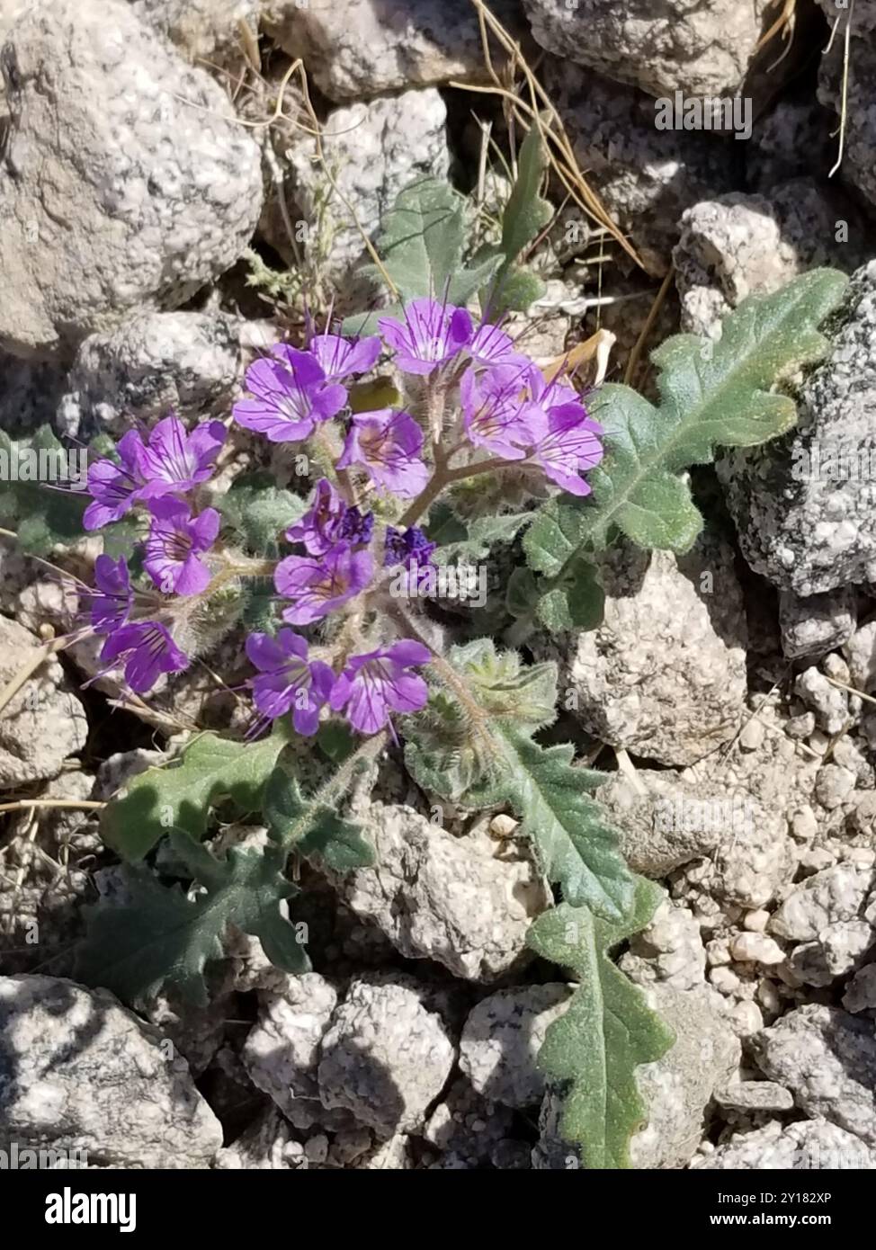 Notch-leaf Scorpionweed (Phacelia crenulata) Plantae Stock Photo - Alamy