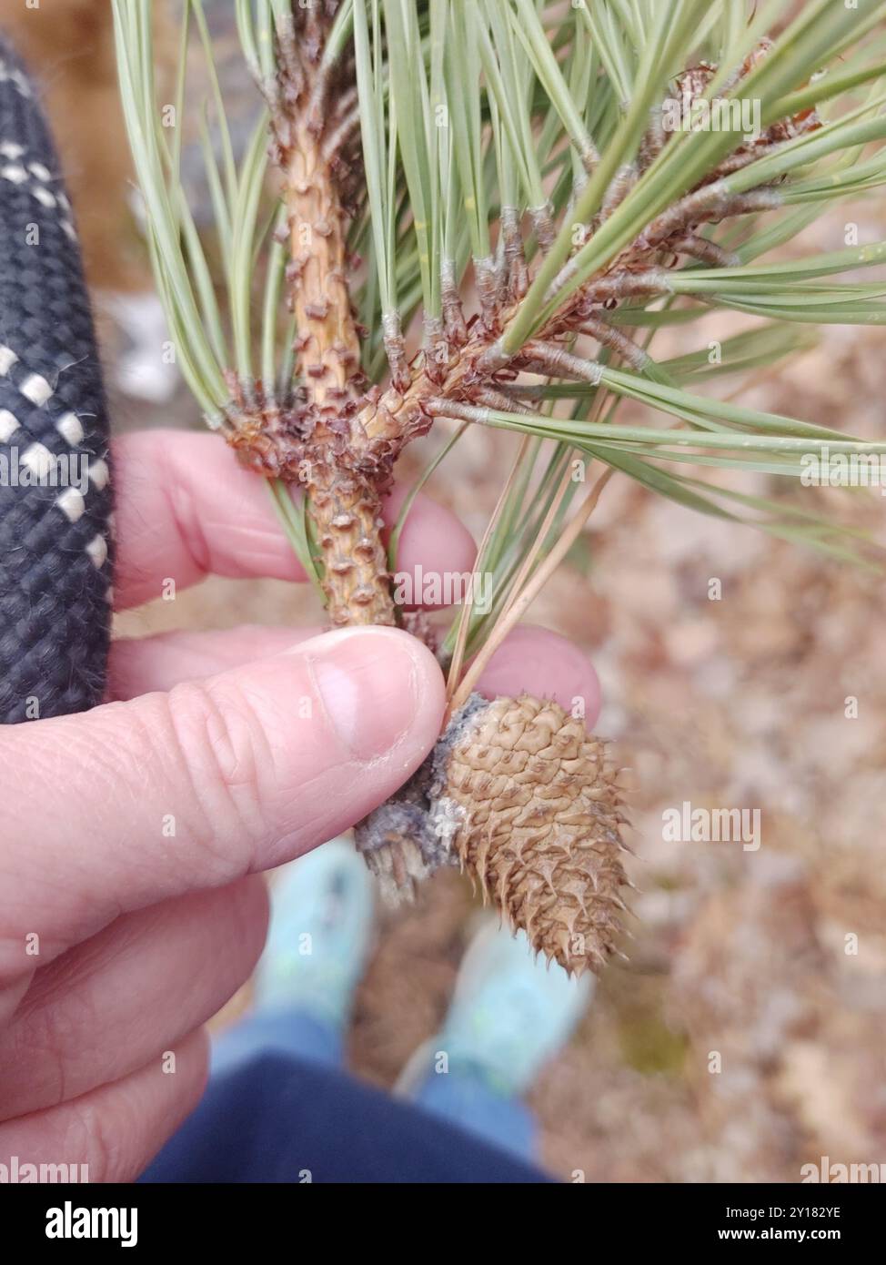 pitch pine (Pinus rigida) Plantae Stock Photo - Alamy