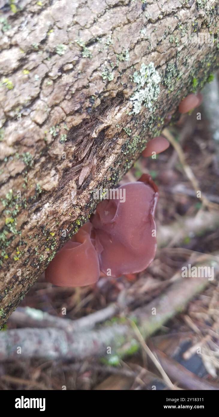 Wood ear fungi (Auricularia) Fungi Stock Photo - Alamy