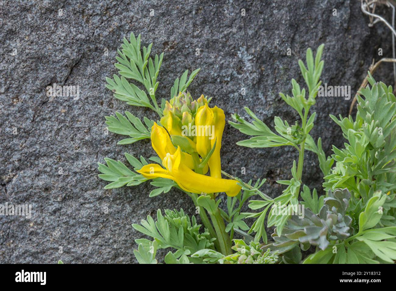 golden corydalis (Corydalis aurea) Plantae Stock Photo - Alamy