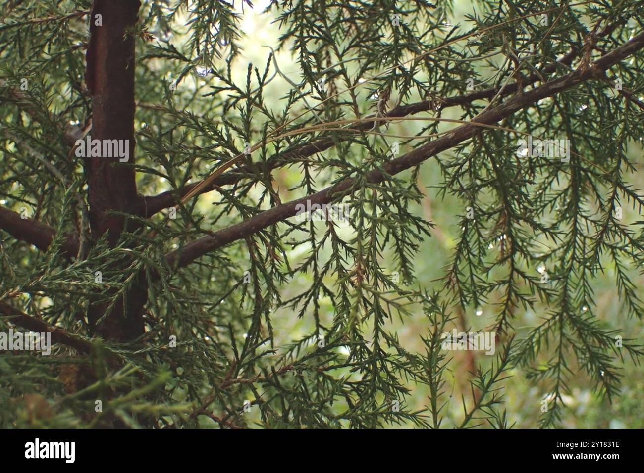 Southern Redcedar (Juniperus virginiana silicicola) Plantae Stock Photo ...