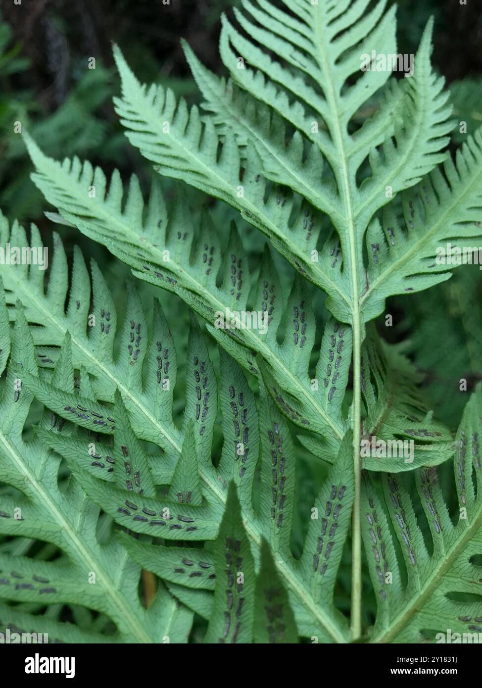 giant chain fern (Woodwardia fimbriata) Plantae Stock Photo - Alamy