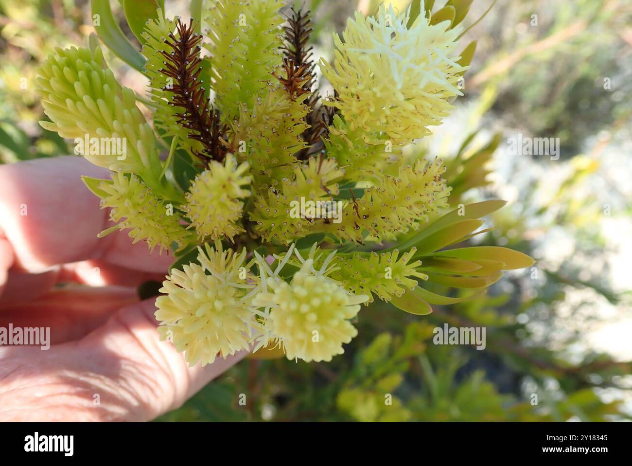 Broadleaf Featherbush (Aulax umbellata) Plantae Stock Photo - Alamy