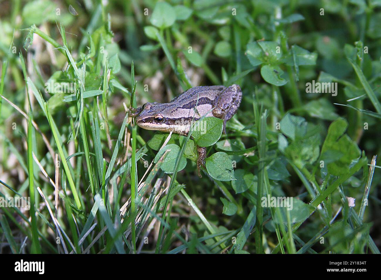 Boreal Chorus Frog (Pseudacris maculata) Amphibia Stock Photo - Alamy