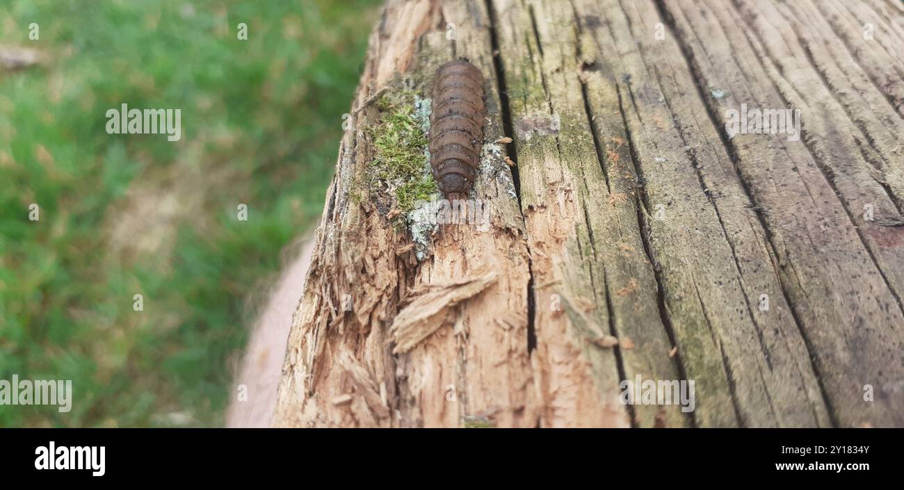 Soldier Flies (Stratiomyidae) Insecta Stock Photo - Alamy