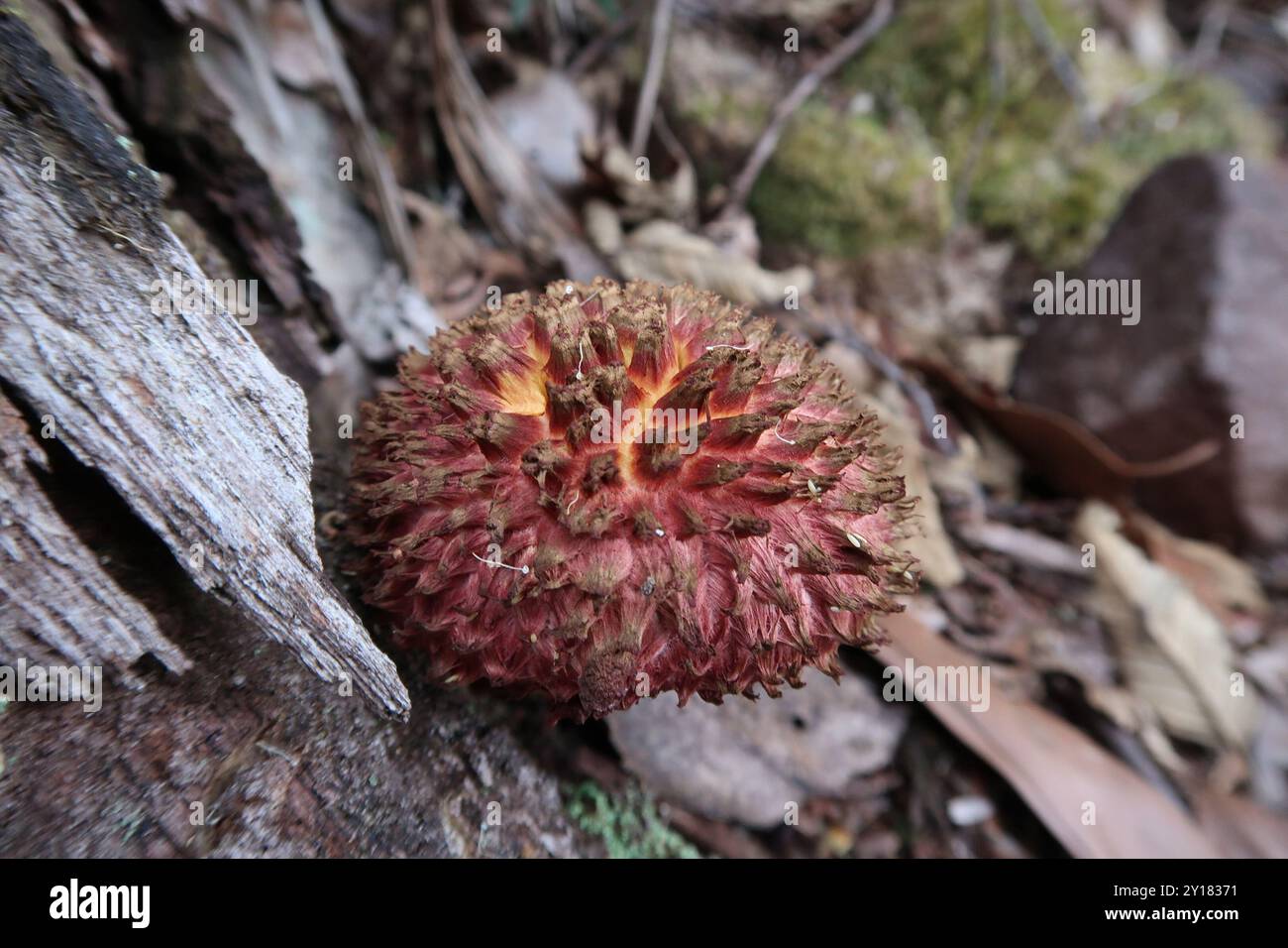 Boletellus emodensis hi-res stock photography and images - Alamy