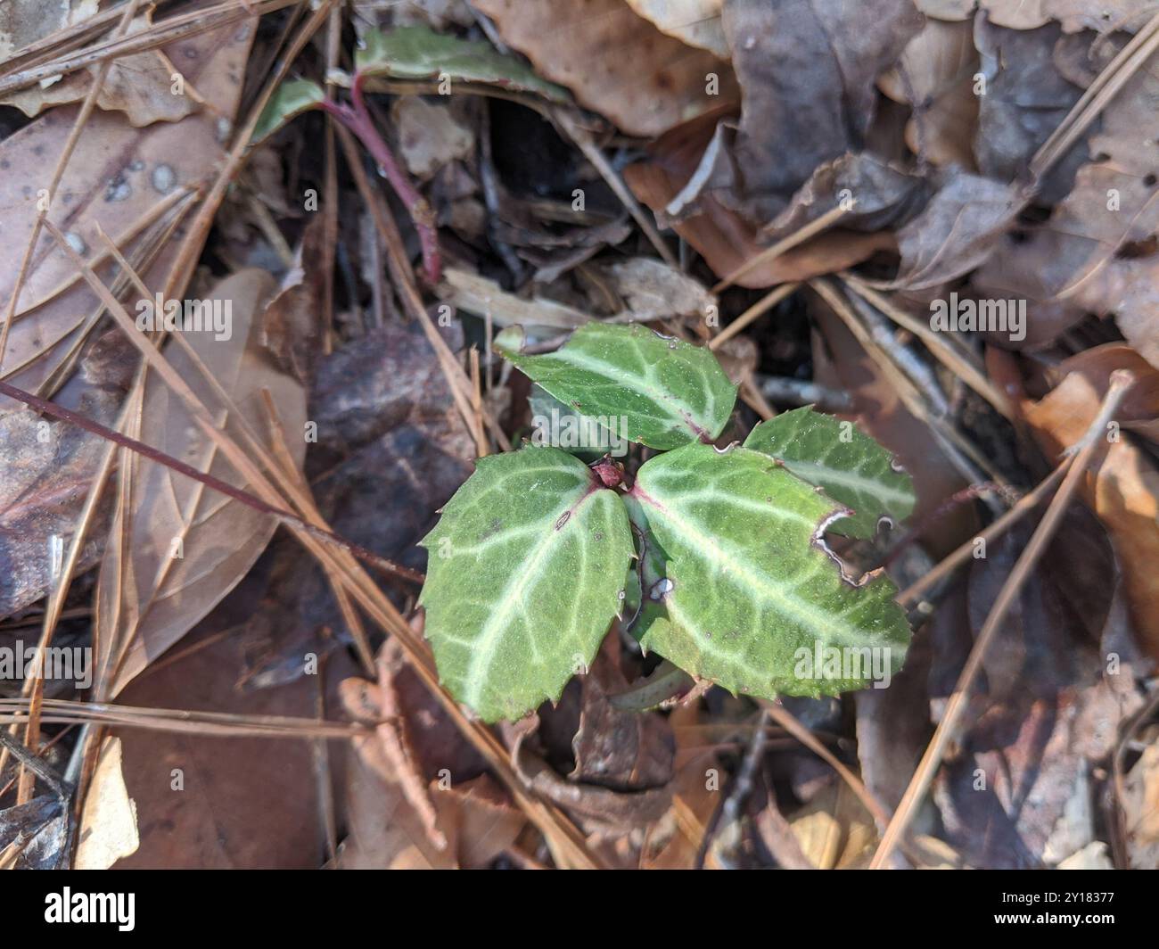 striped wintergreen (Chimaphila maculata) Plantae Stock Photo - Alamy