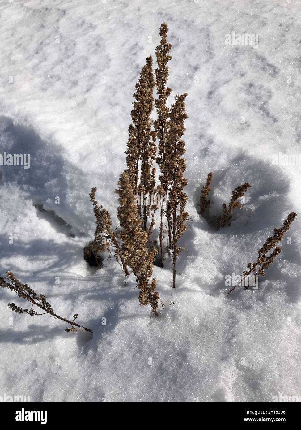 Field Sagewort (Artemisia campestris) Plantae Stock Photo - Alamy
