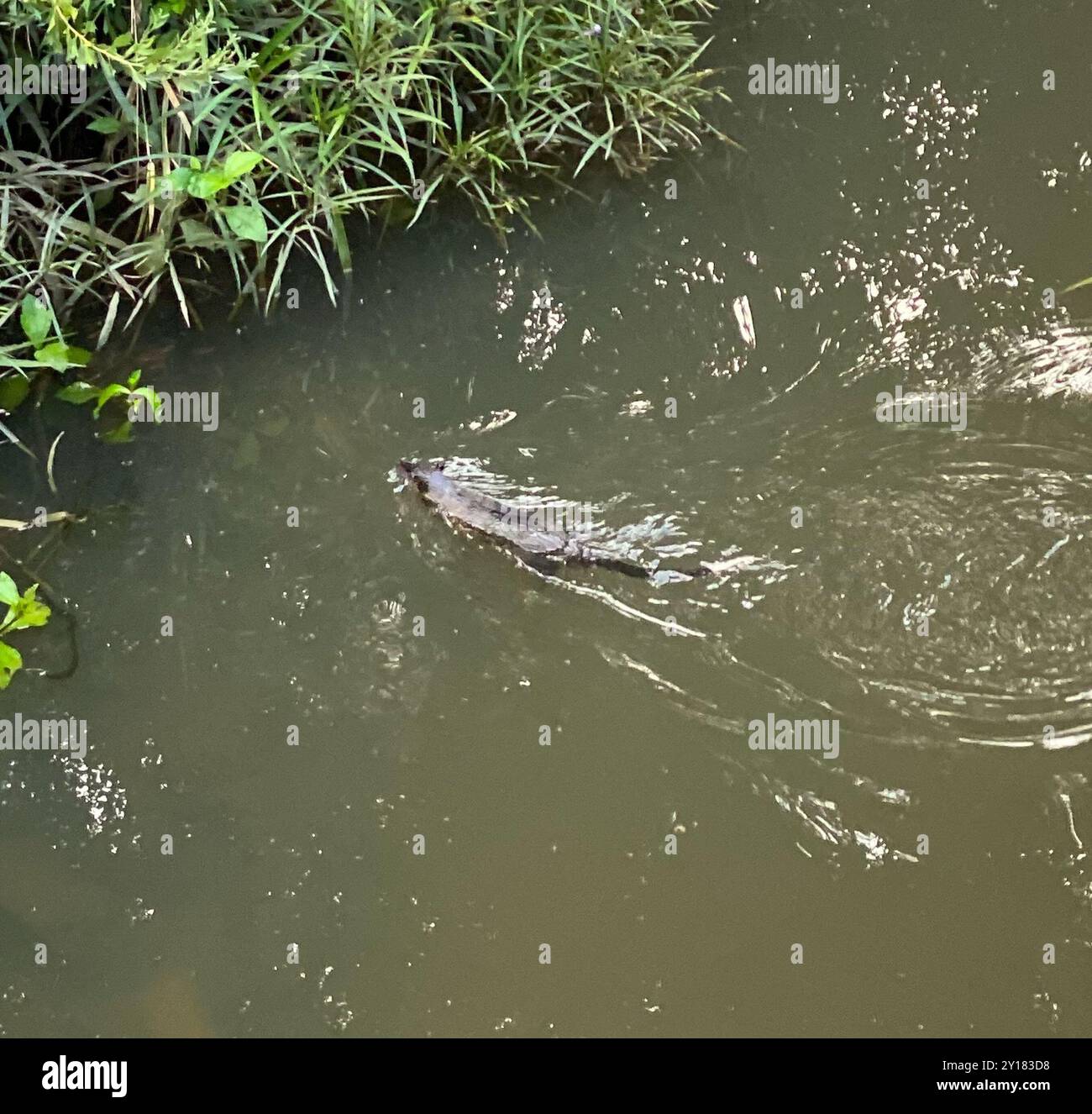Rakali (Hydromys chrysogaster) Mammalia Stock Photo - Alamy