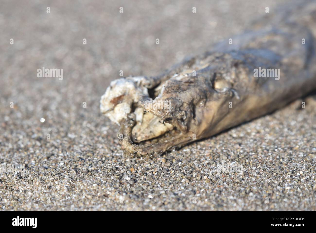 American Eel (Anguilla rostrata) Actinopterygii Stock Photo - Alamy