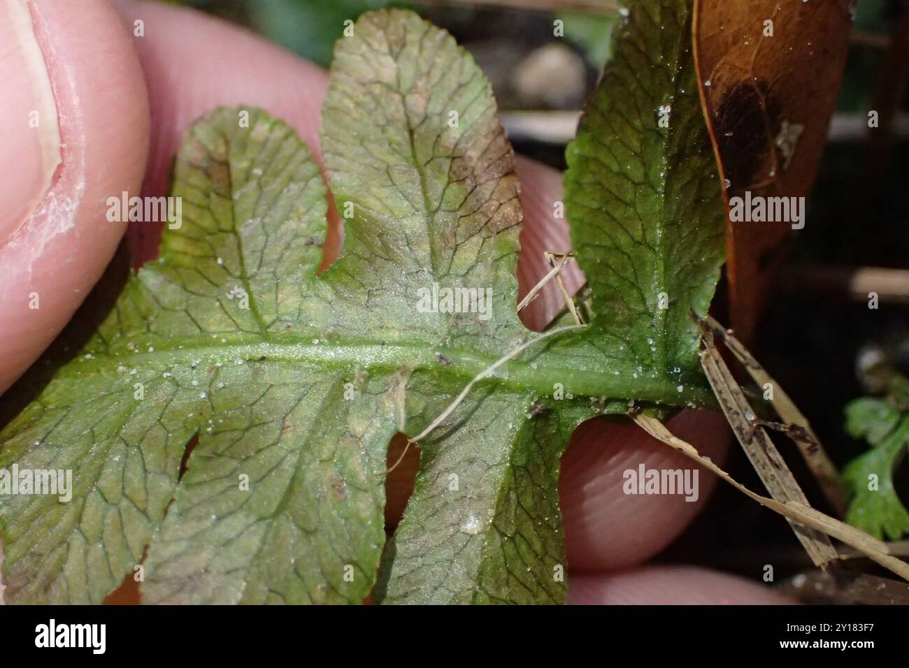 netted chain fern (Woodwardia areolata) Plantae Stock Photo - Alamy