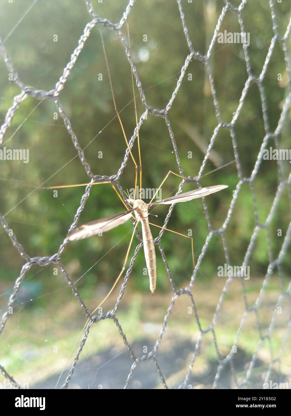 Large Crane Flies (Tipulidae) Insecta Stock Photo - Alamy