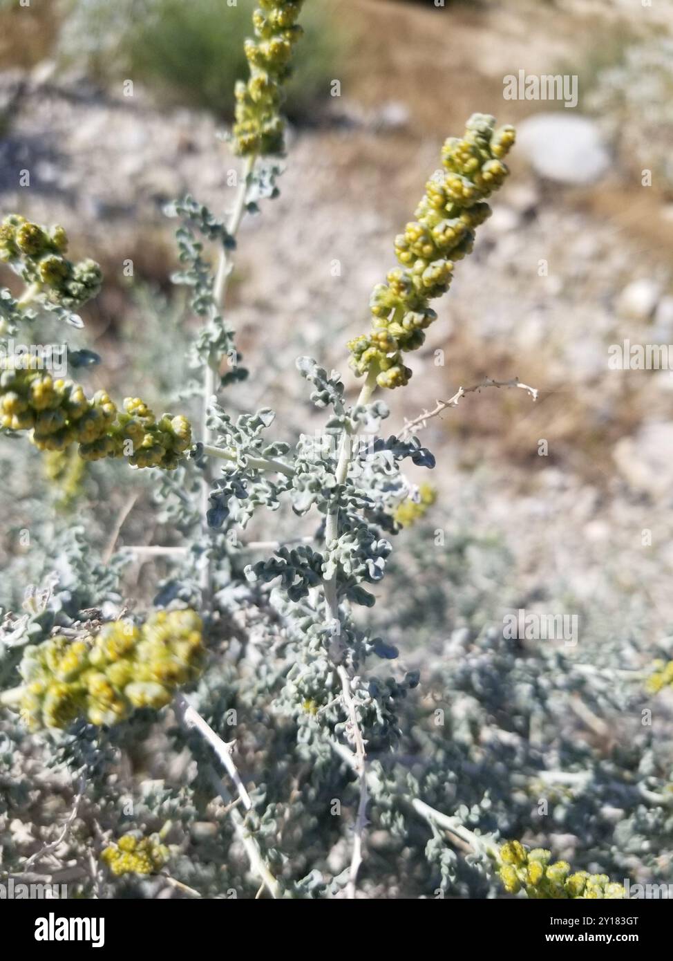 Burrobush (Ambrosia dumosa) Plantae Stock Photo - Alamy