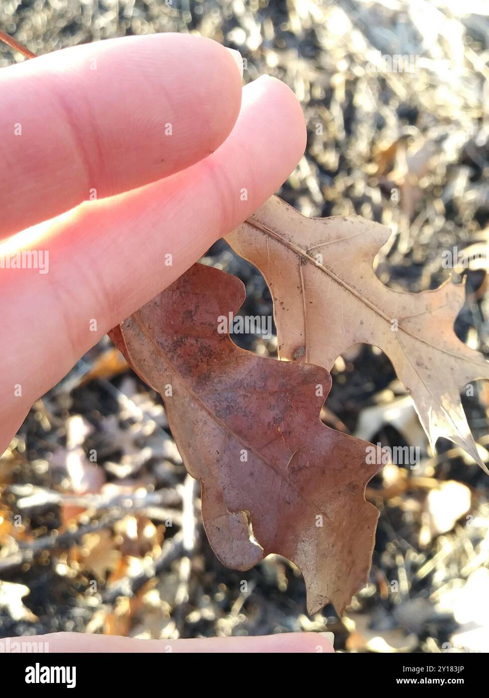 Oak Rough Bulletgall Wasp (Disholcaspis quercusmamma) Insecta Stock ...