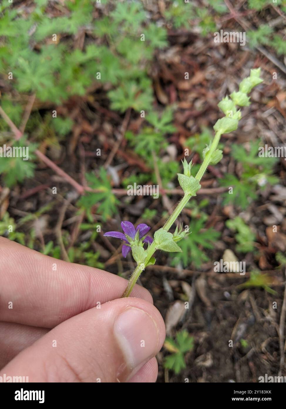 clasping Venus's looking glass (Triodanis perfoliata) Plantae Stock ...