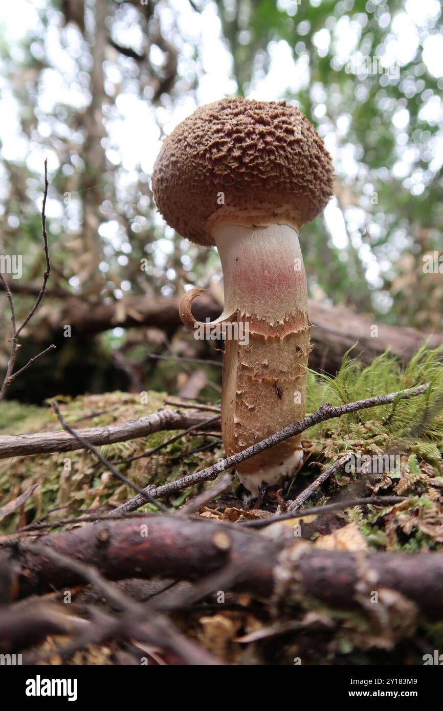 Boletellus emodensis hi-res stock photography and images - Alamy