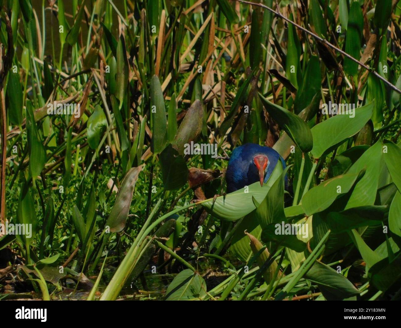 alligator flag (Thalia geniculata) Plantae Stock Photo - Alamy