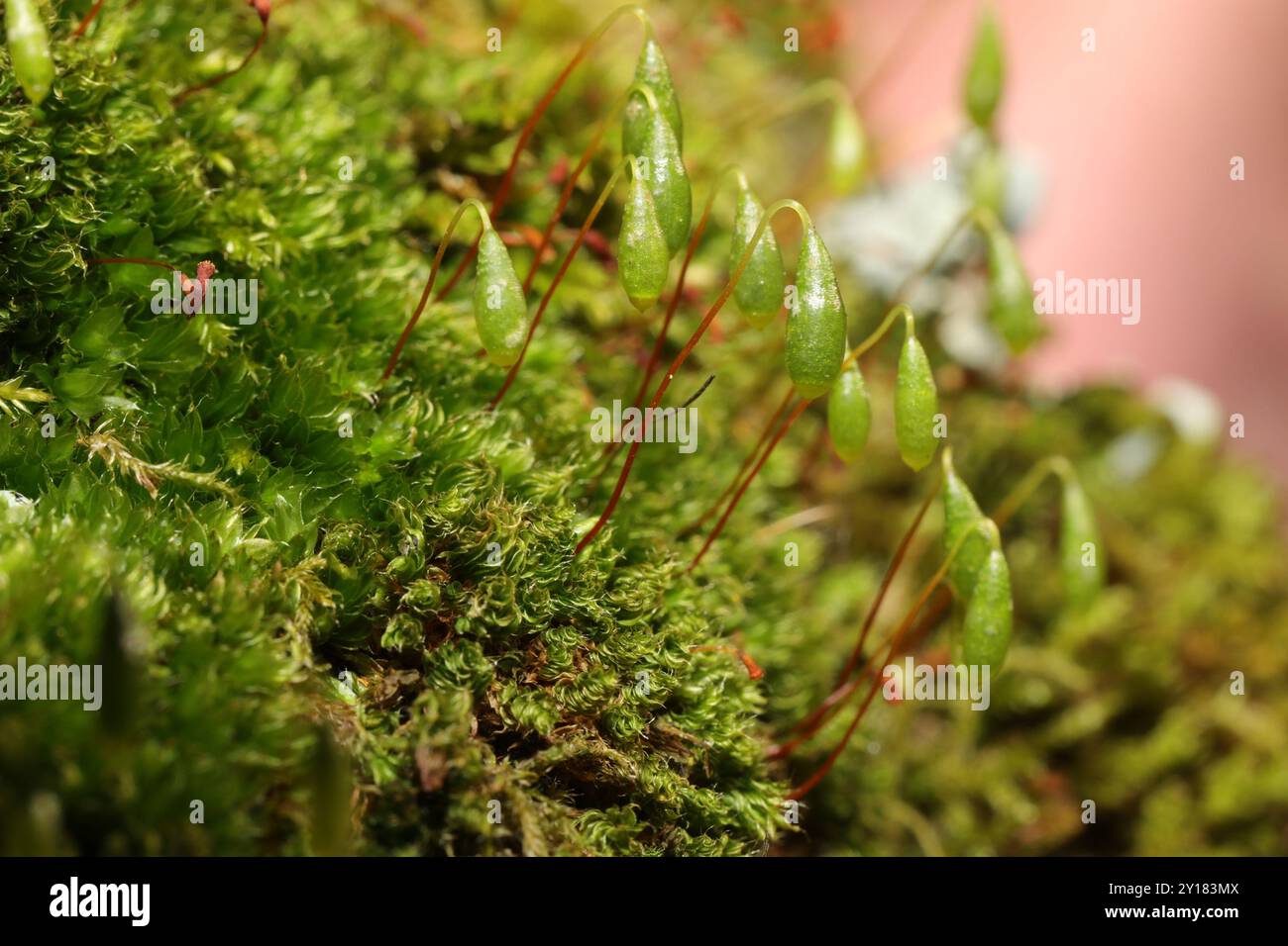 Capillary Thread-moss (Ptychostomum capillare) Plantae Stock Photo - Alamy