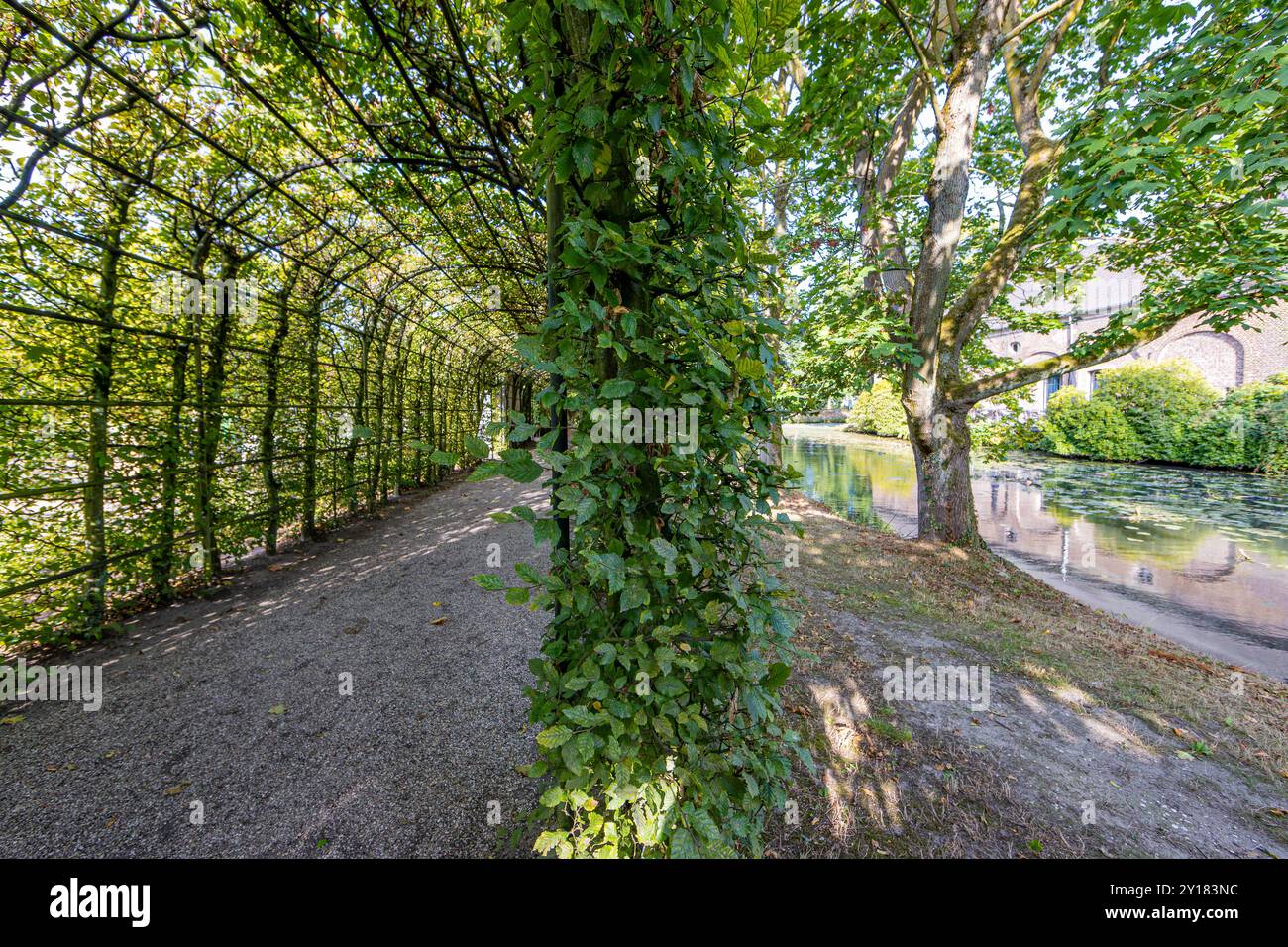 Arched pergola with trees with their branches with green leaves forming ...