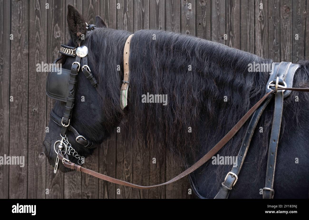 Head of a Frisian horse with a long mane, halter, bit and leather ...