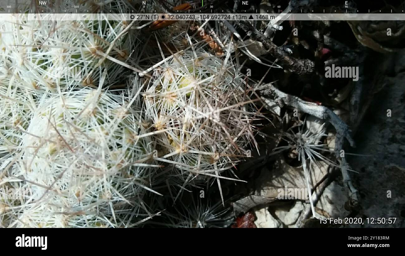 Whitecolumn Foxtail Cactus (Escobaria tuberculosa) Plantae Stock Photo ...