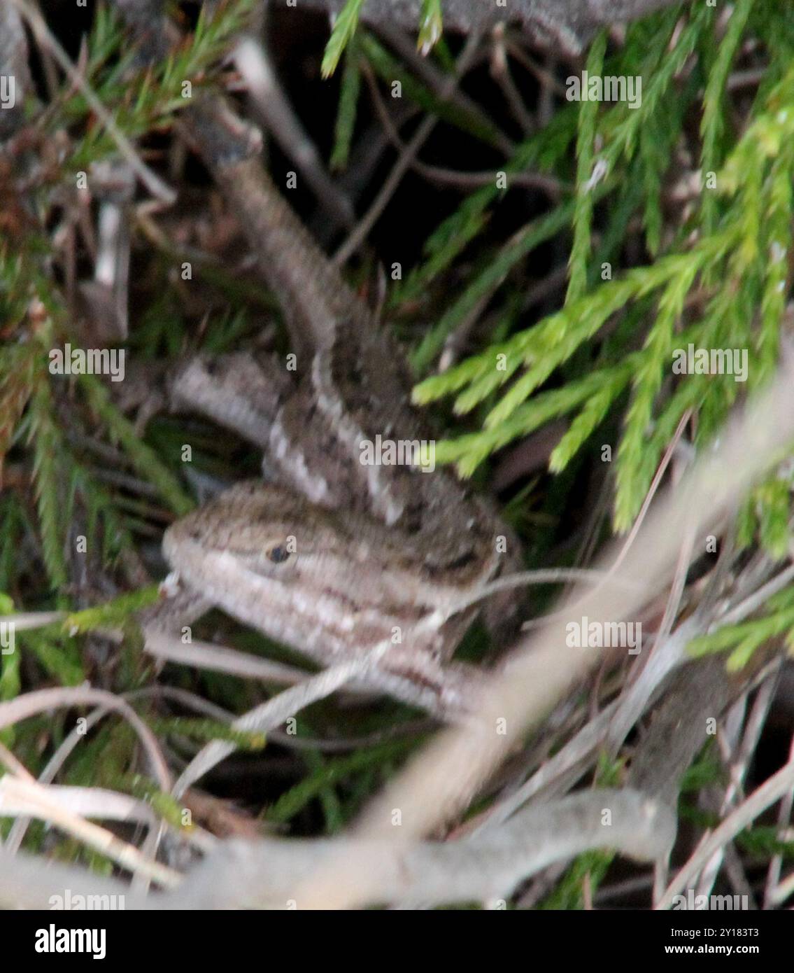 Prairie Lizard (Sceloporus consobrinus) Reptilia Stock Photo - Alamy