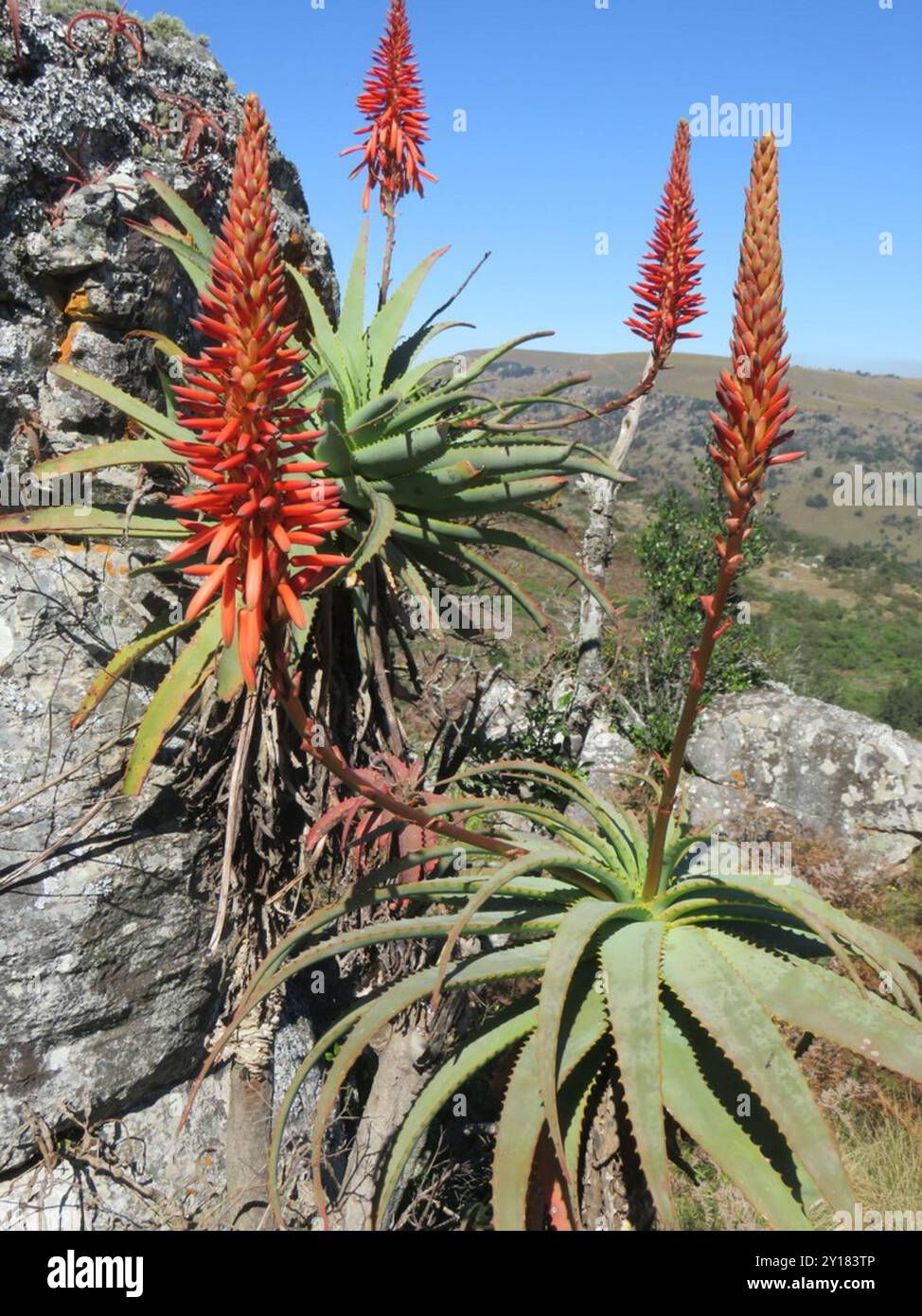 Candelabra Aloe (Aloe arborescens) Plantae Stock Photo - Alamy